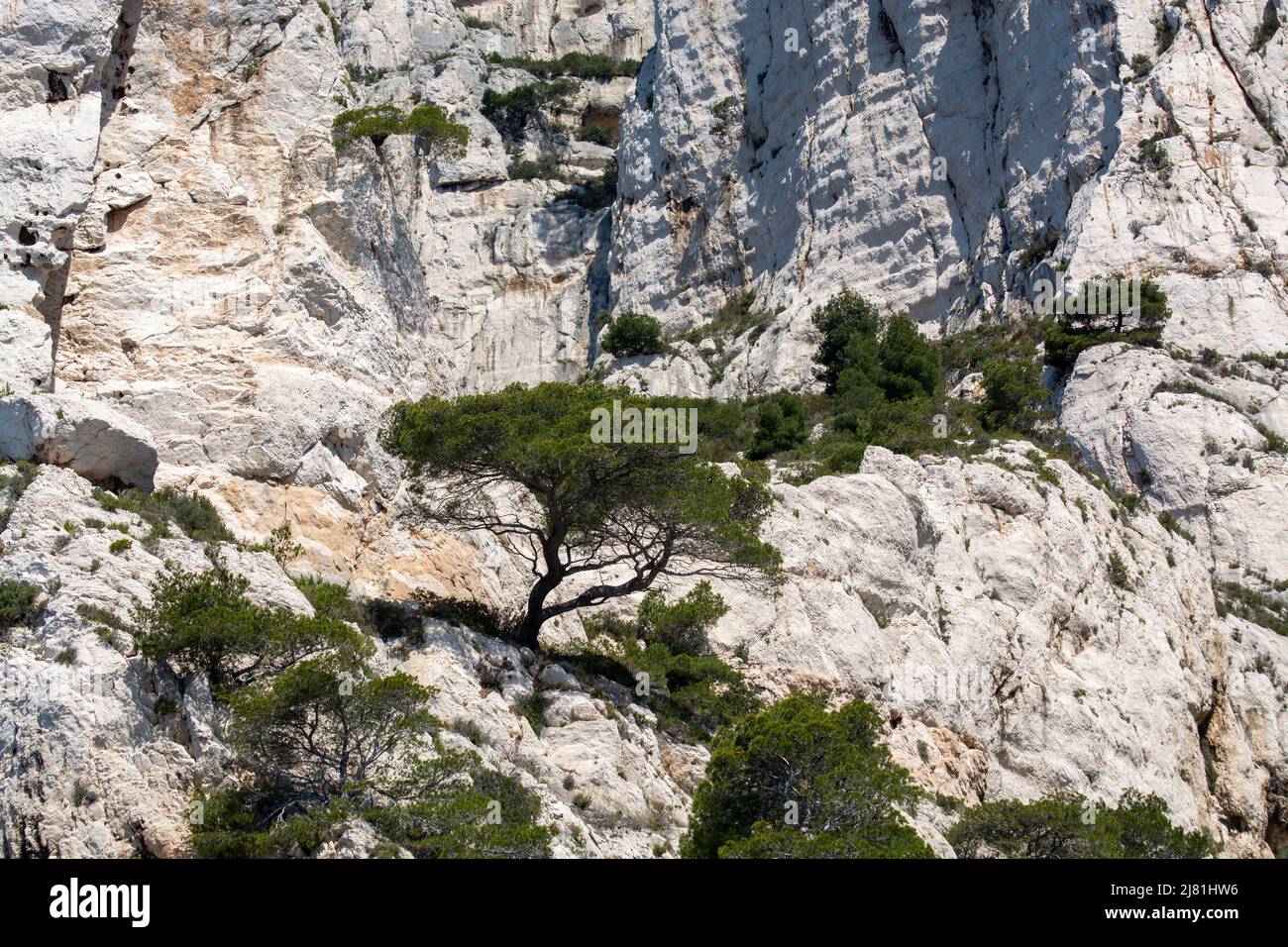 Mediterranean pine trees growing on white limestone rocks and cliffs in ...