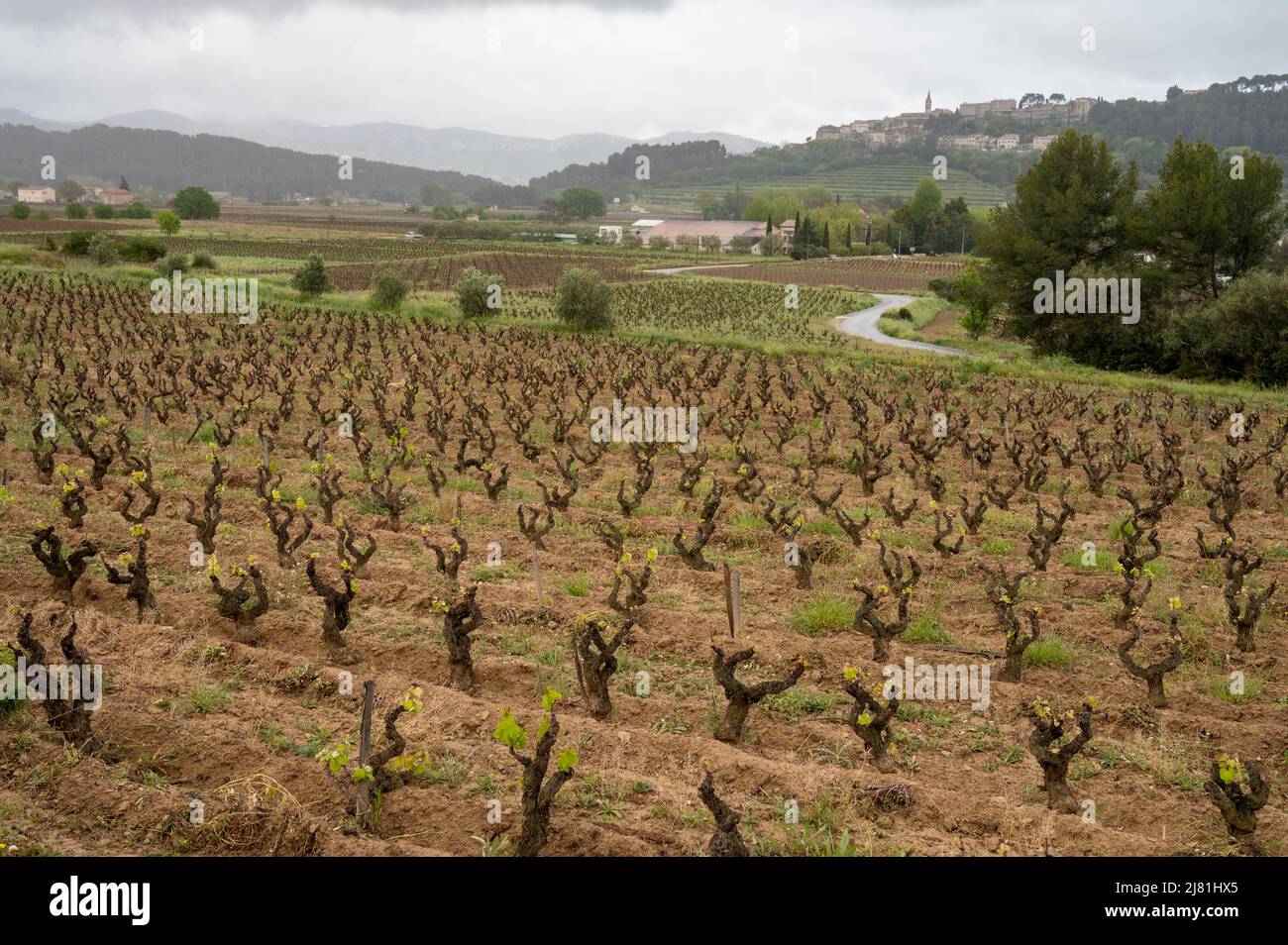 Old grape trunks on vineyards of Cotes de Provence in spring, Bandol ...
