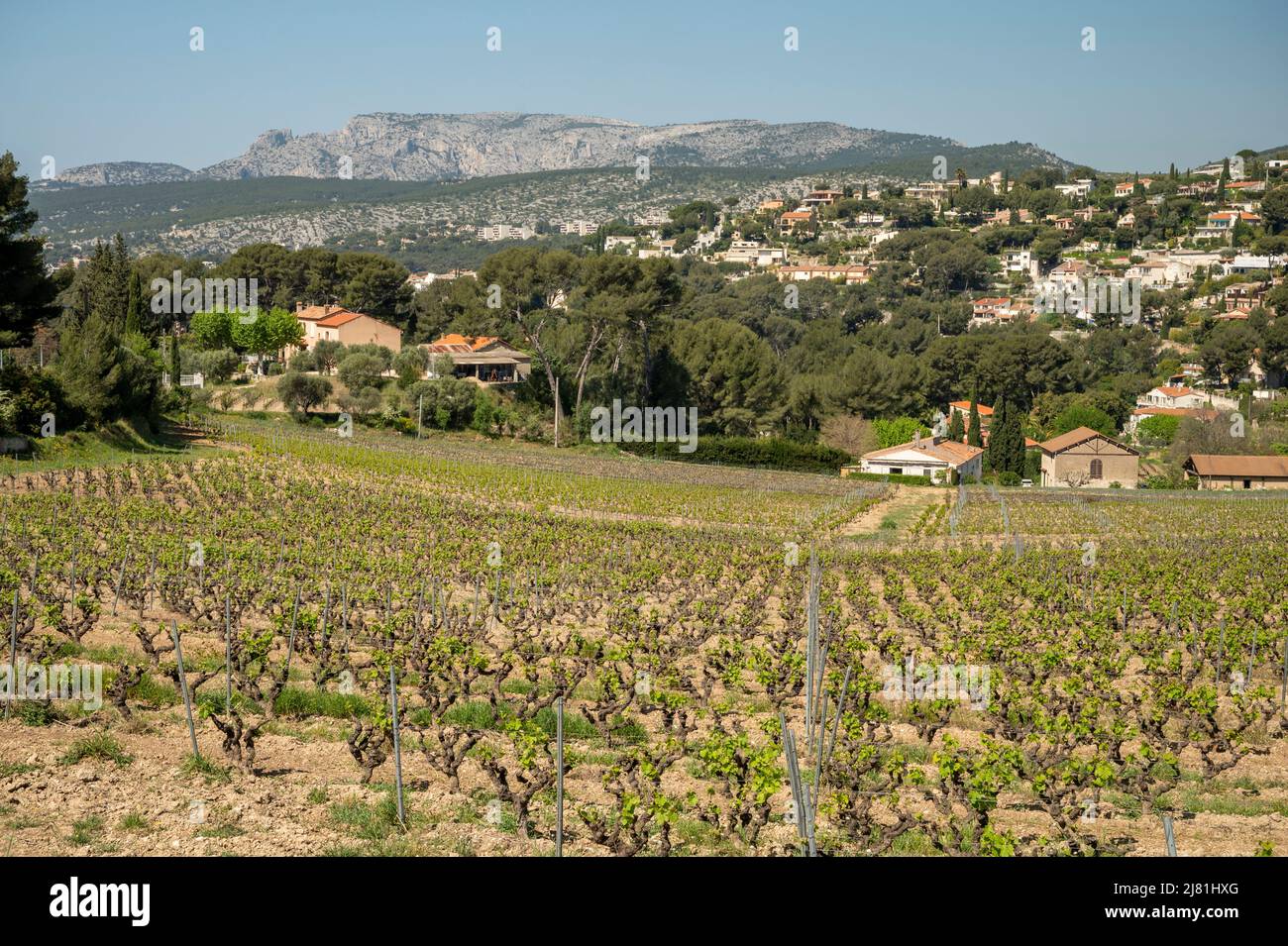 Grape trunks on green vineyards of Cotes de Provence in spring, Cassis ...