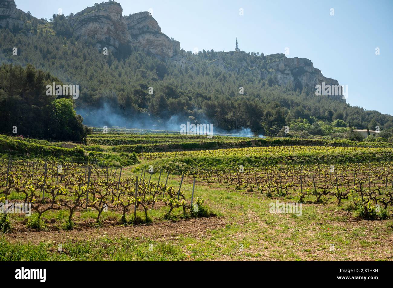Grape trunks on green vineyards of Cotes de Provence in spring, Cassis ...