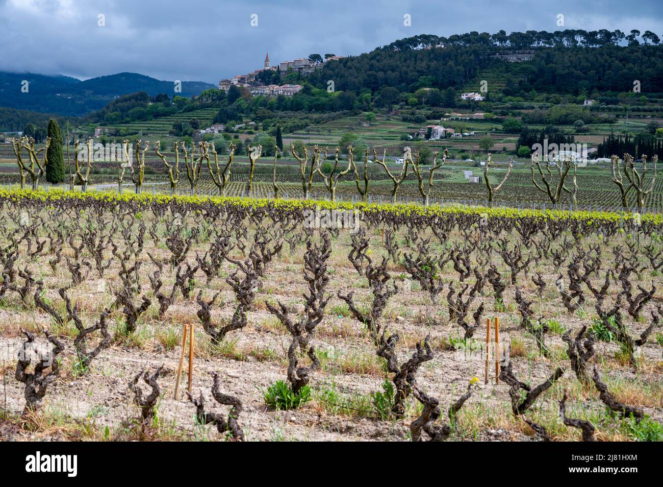 Old grape trunks on vineyards of Cotes de Provence in spring, Bandol ...