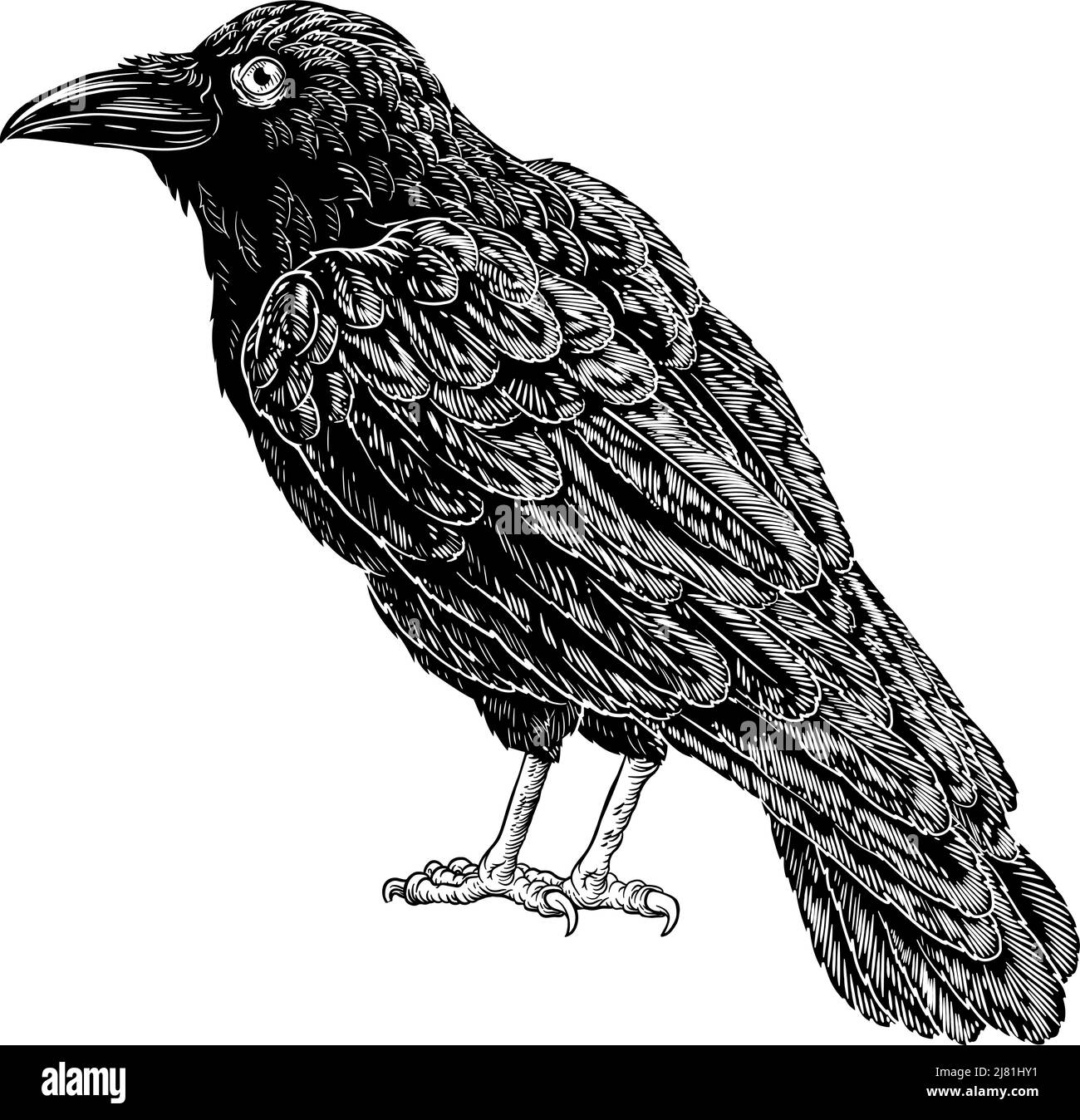 Crow illustration vintage Cut Out Stock Images & Pictures - Alamy