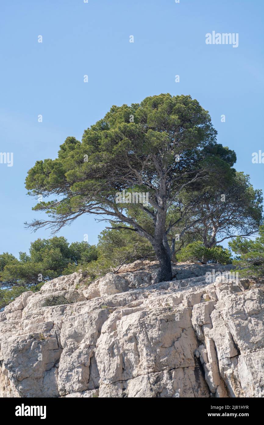 Mediterranean pine trees growing on white limestone rocks and cliffs in ...