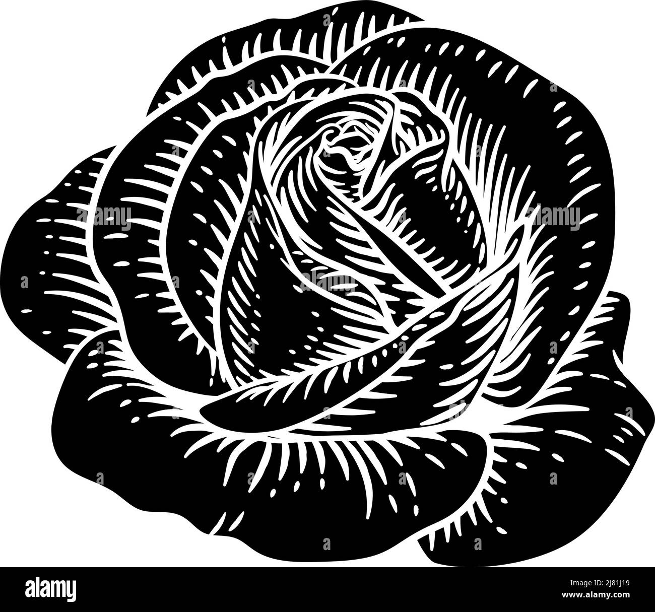 Rose illustration vintage Cut Out Stock Images & Pictures - Alamy