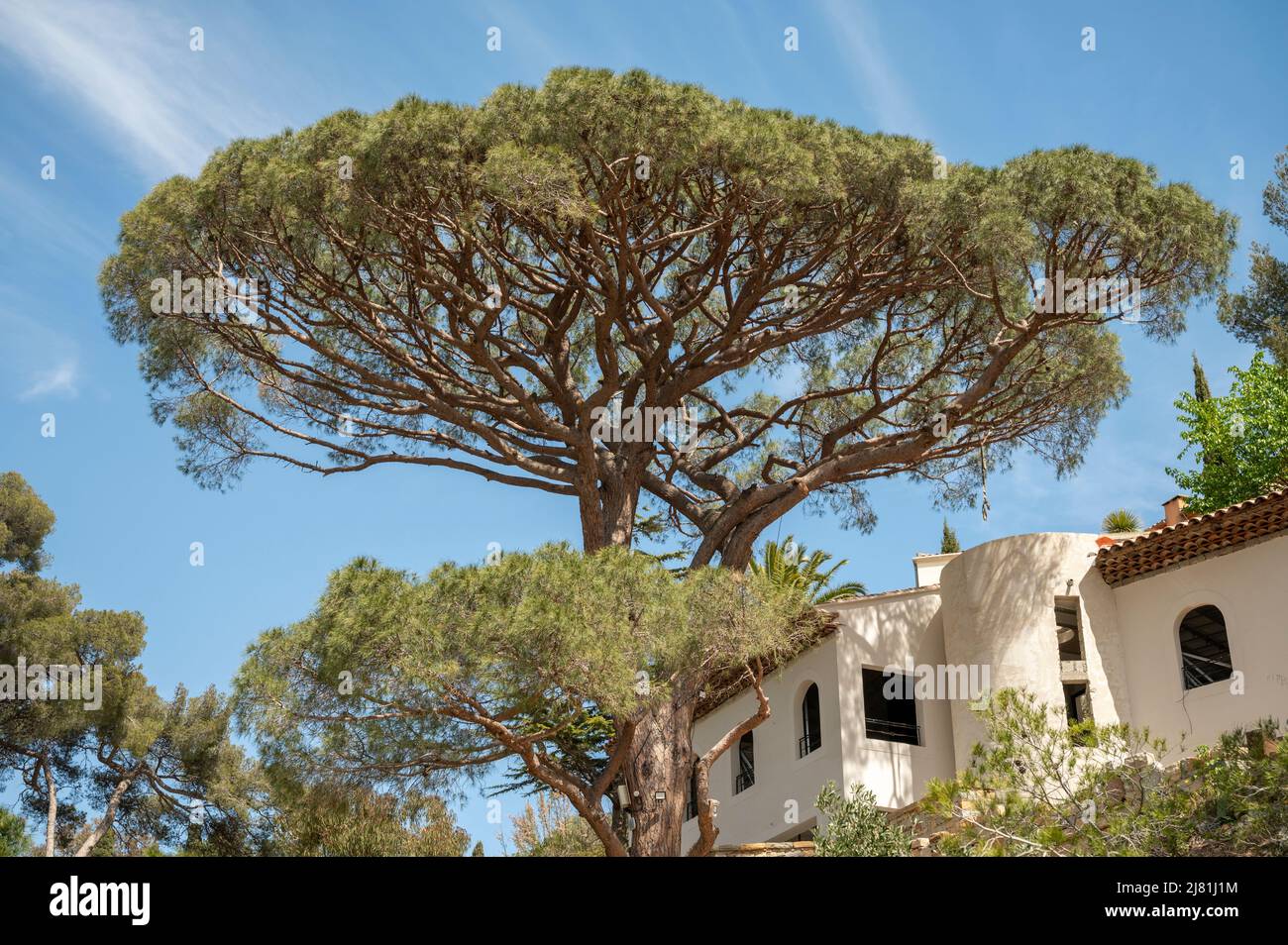Mediterranean pine trees growing on white limestone rocks and cliffs in ...