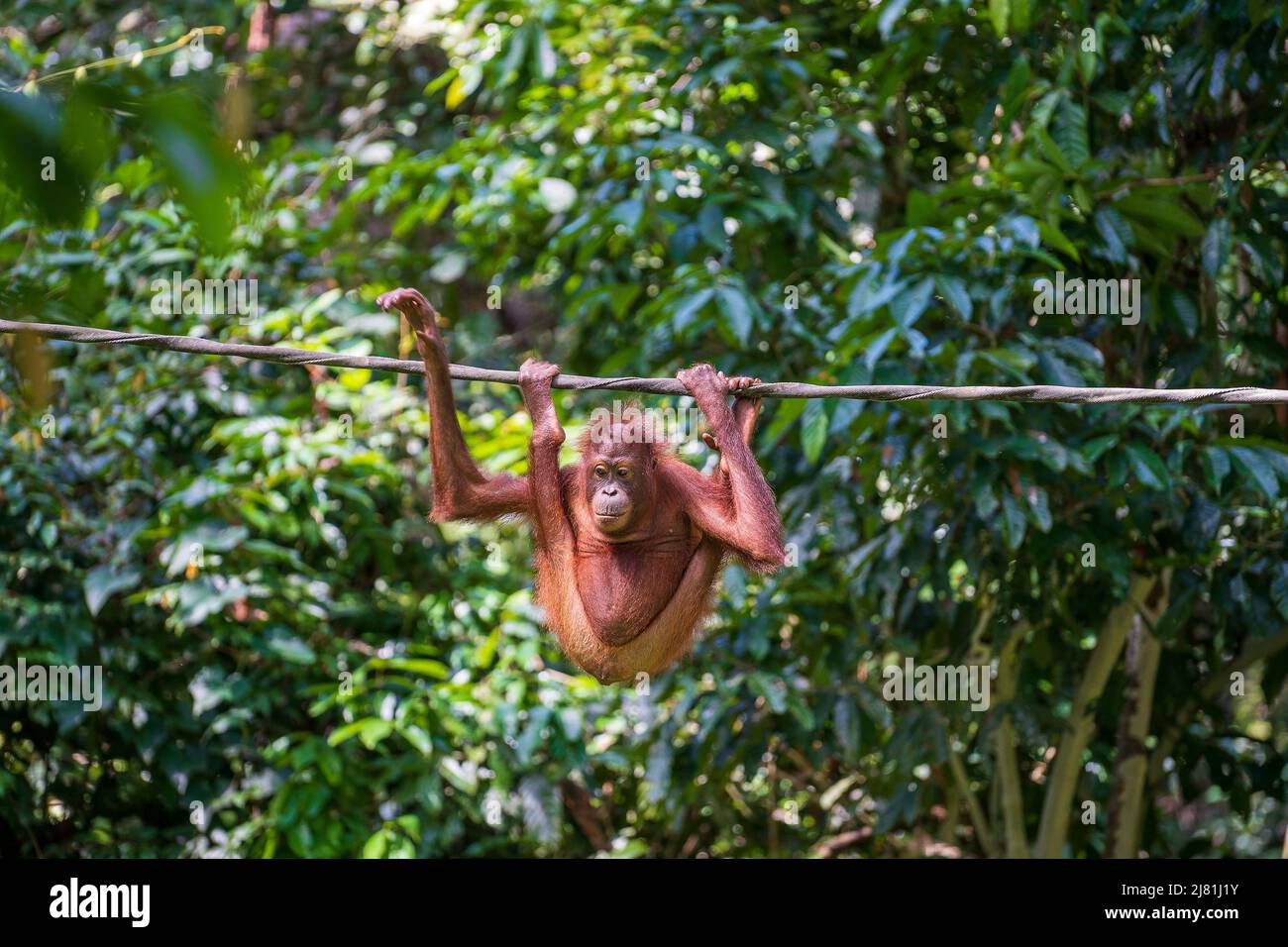 A wild endangered orangutan in the rainforest of island Borneo ...