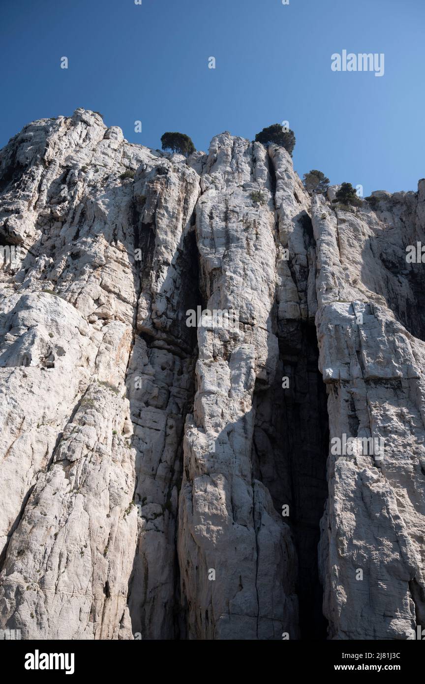 Mediterranean pine trees growing on white limestone rocks and cliffs in ...