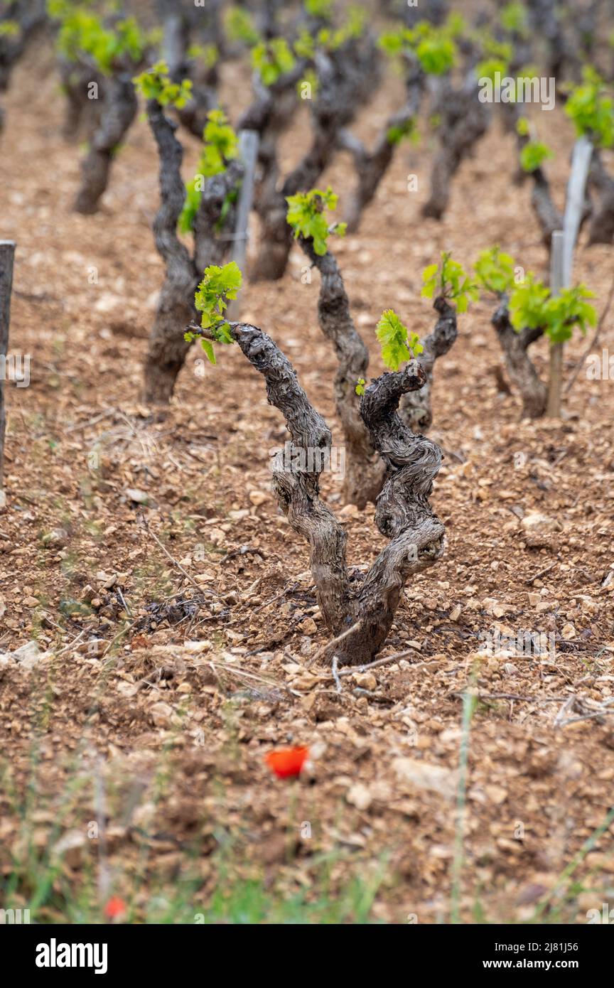 Old grape trunks on vineyards of Cotes de Provence in spring, Bandol ...