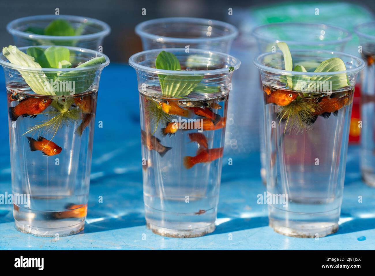 Live decorative fish in water in a plastic cup for sale at a street ...