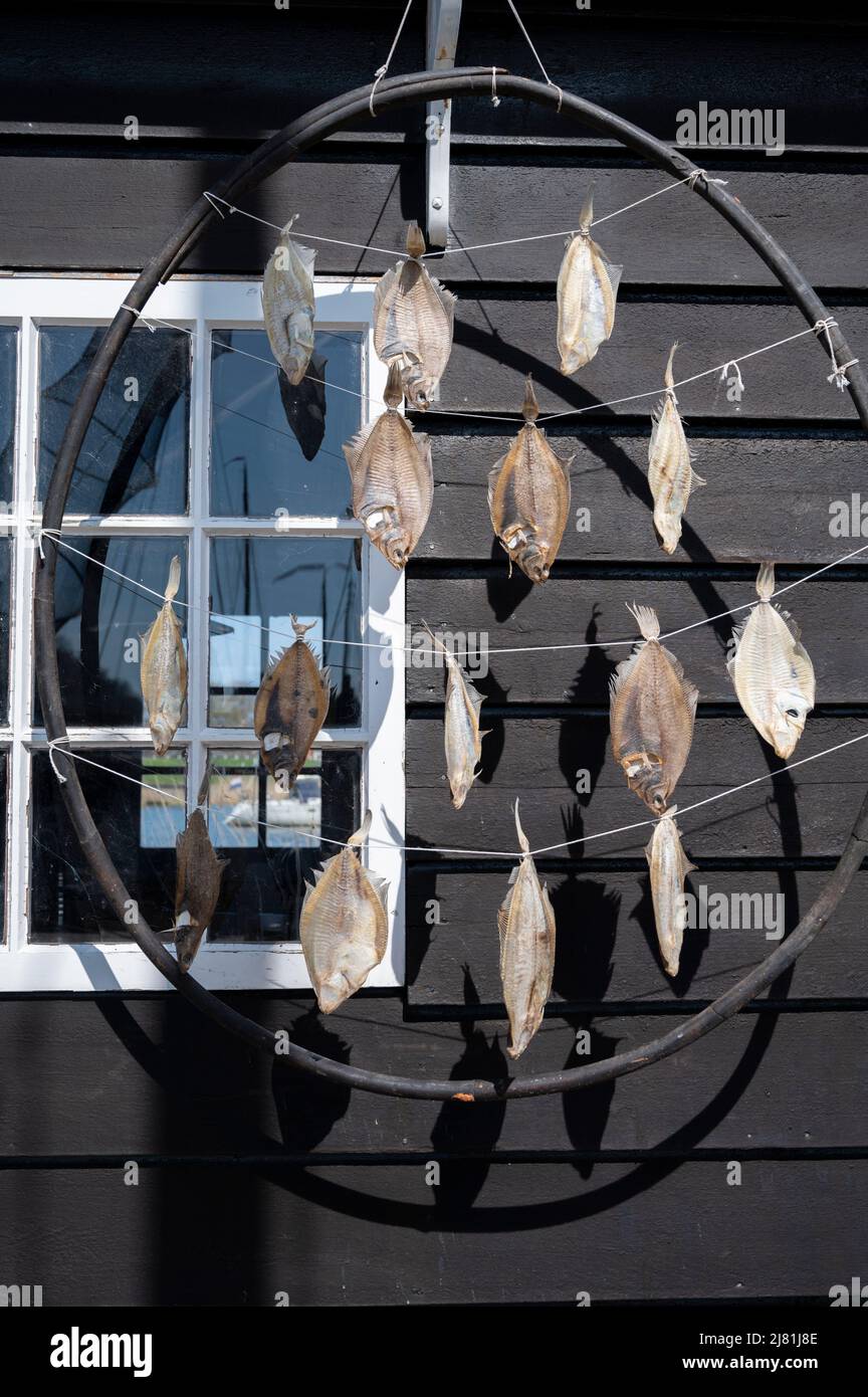 Life is old Dutch fisherman's village, sun-dried flat fish, North ...