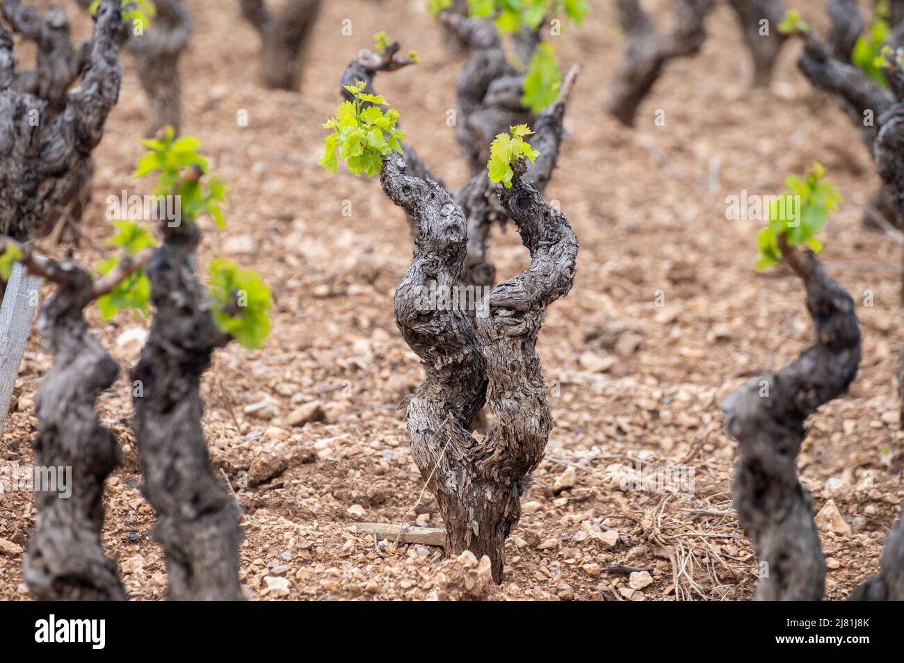 Old grape trunks on vineyards of Cotes de Provence in spring, Bandol ...