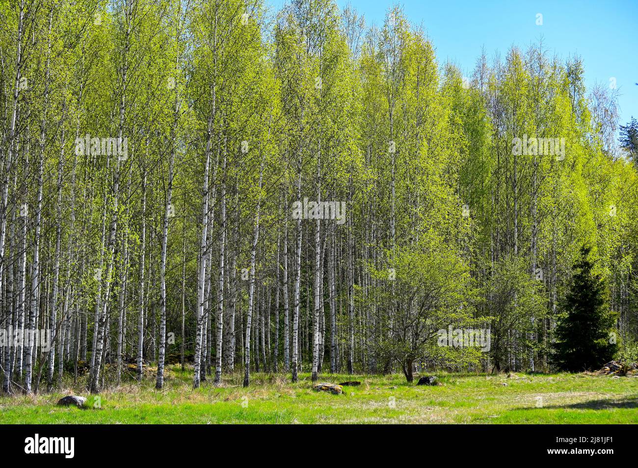Field birches hi-res stock photography and images - Alamy