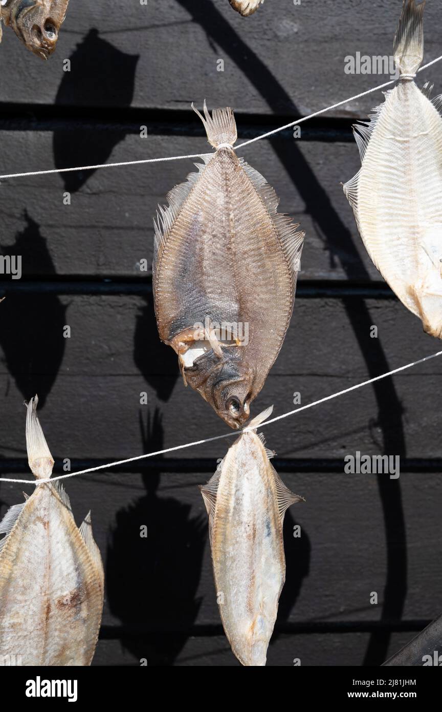 Life is old Dutch fisherman's village, sun-dried flat fish, North ...