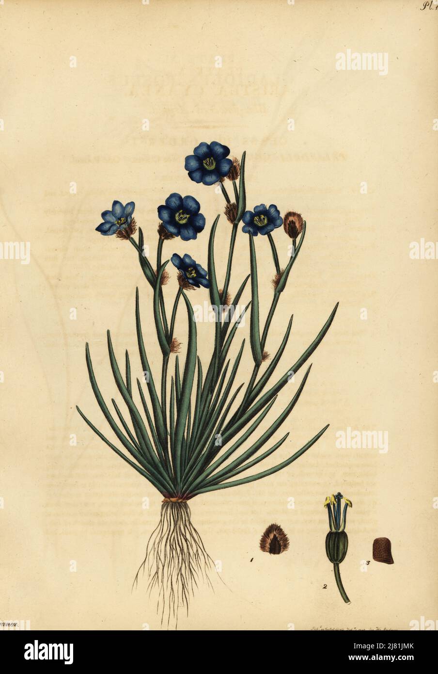 Aristea africana hi-res stock photography and images - Alamy