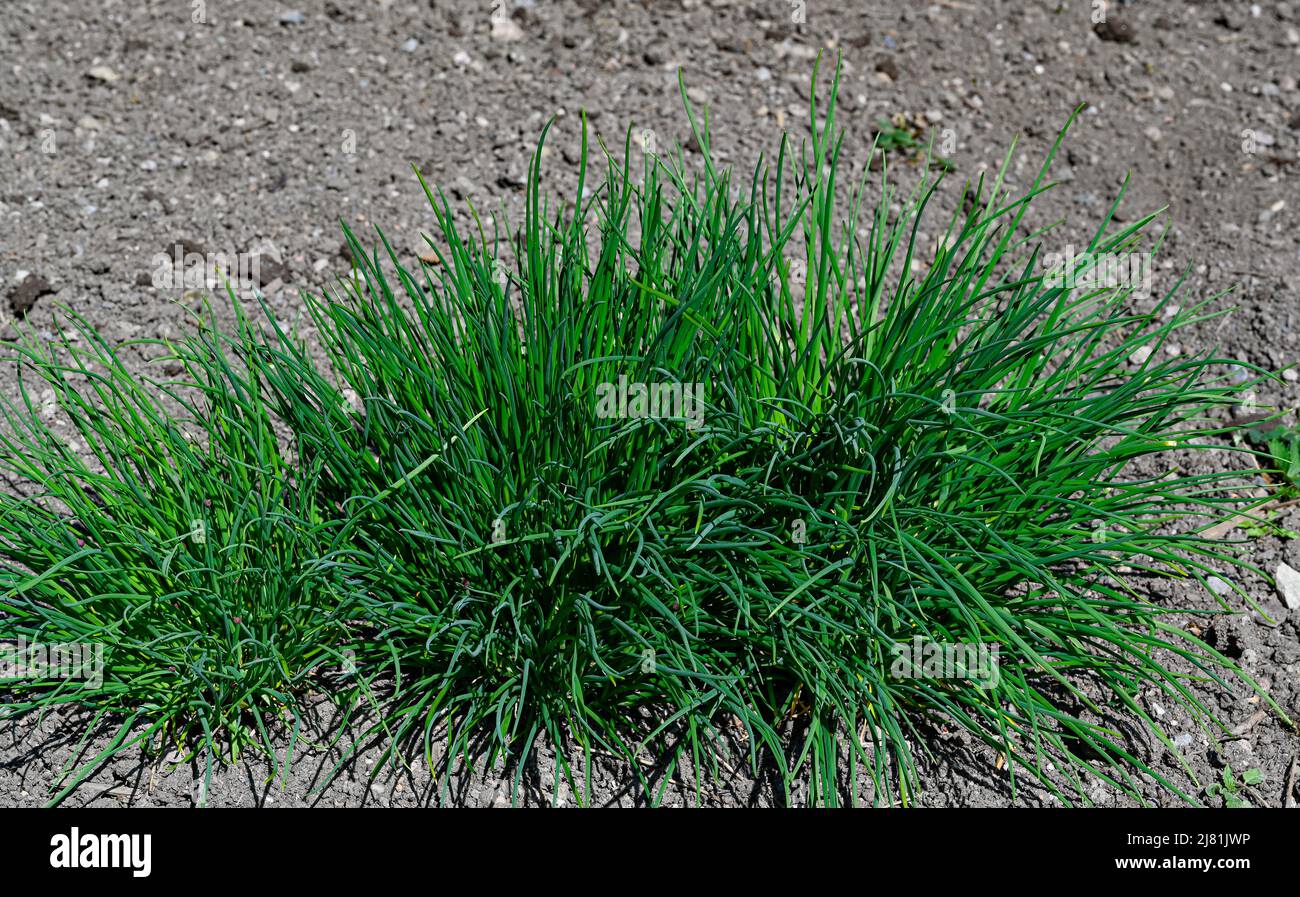 green fresh chive growing outdoors in soil Stock Photo - Alamy