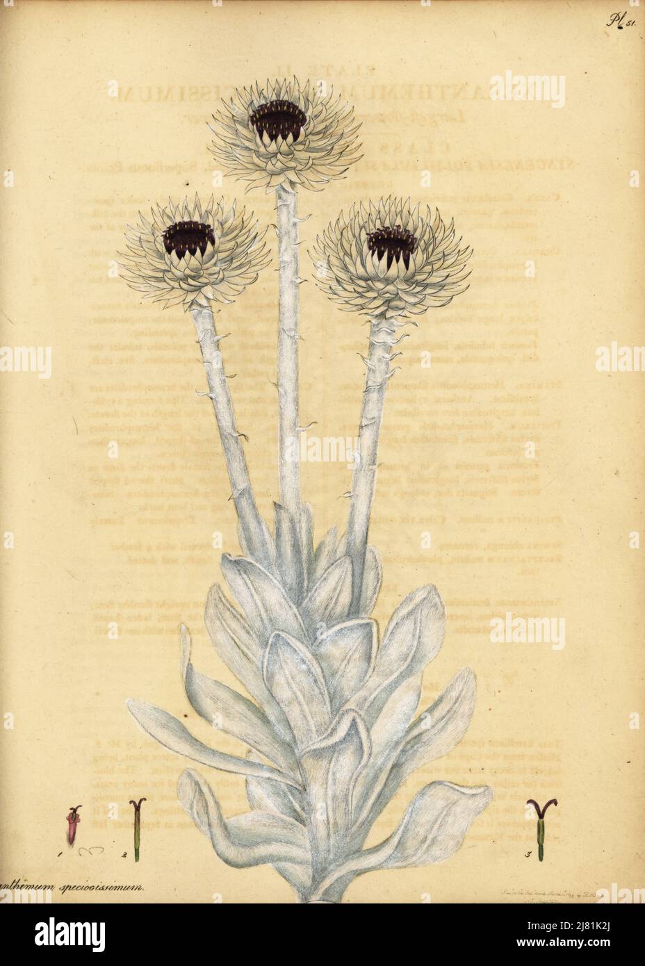 Cape everlasting, Syncarpha speciosissima. South Africa. Large ...