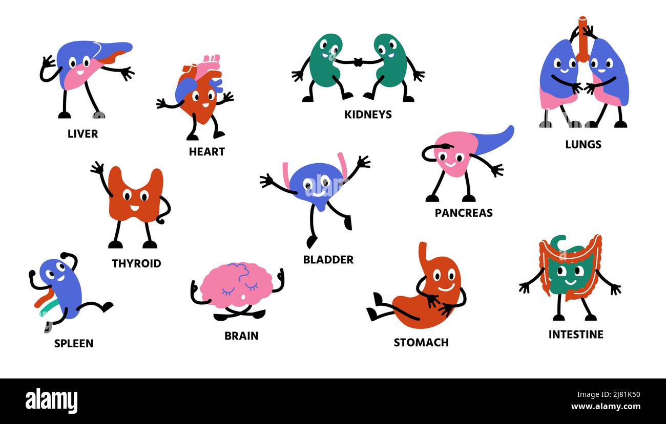 Human body organs characters. Cartoon cute anatomy mascot persons with ...