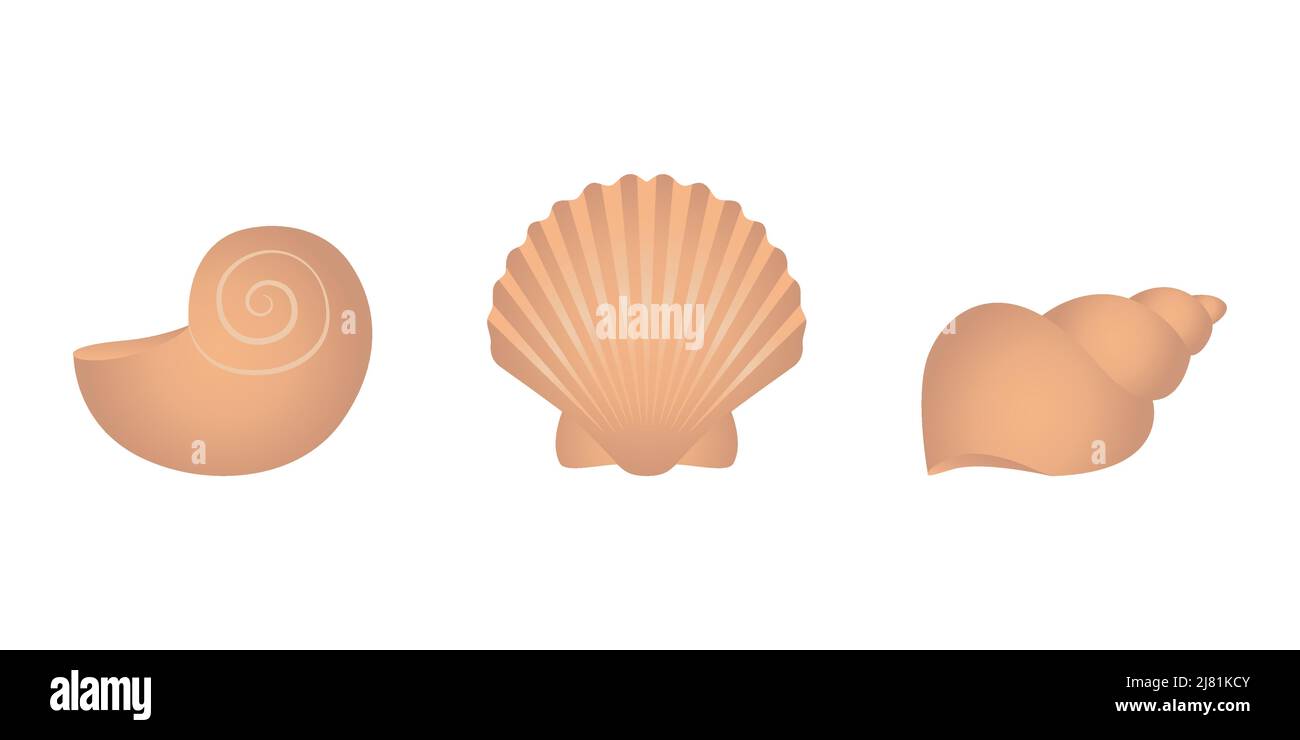 set of sea shell isolated on white background vector Stock Vector Image ...