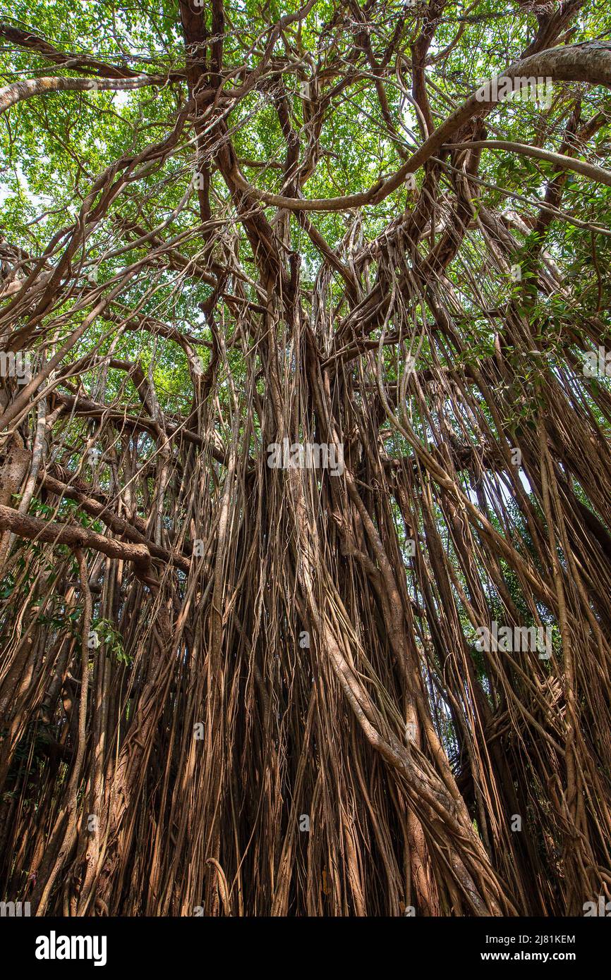 Old ancient Banyan tree with long roots that start at the top of the branches to the ground. Goa ...