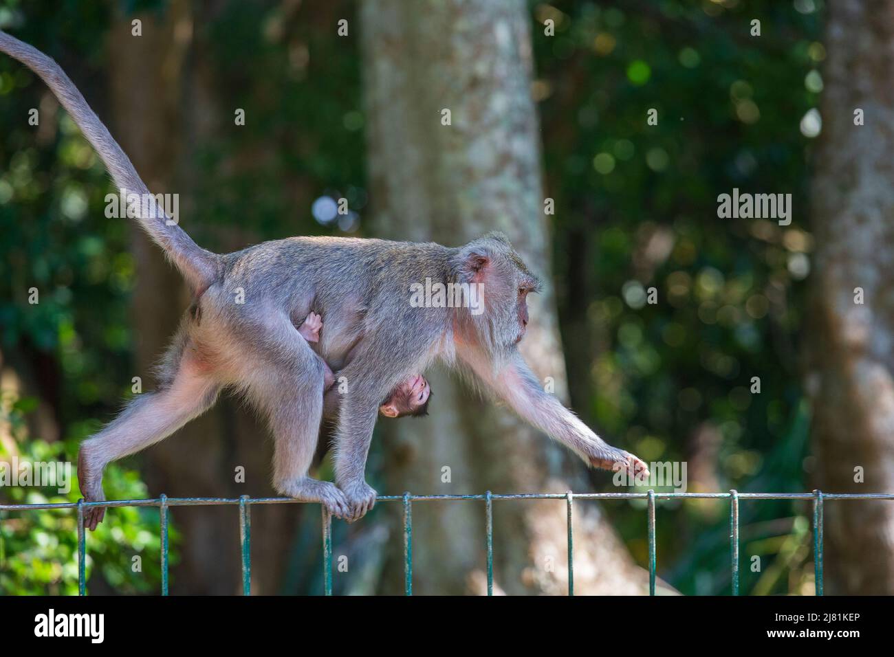 Portrait of baby monkey and mother at sacred monkey forest in Ubud ...