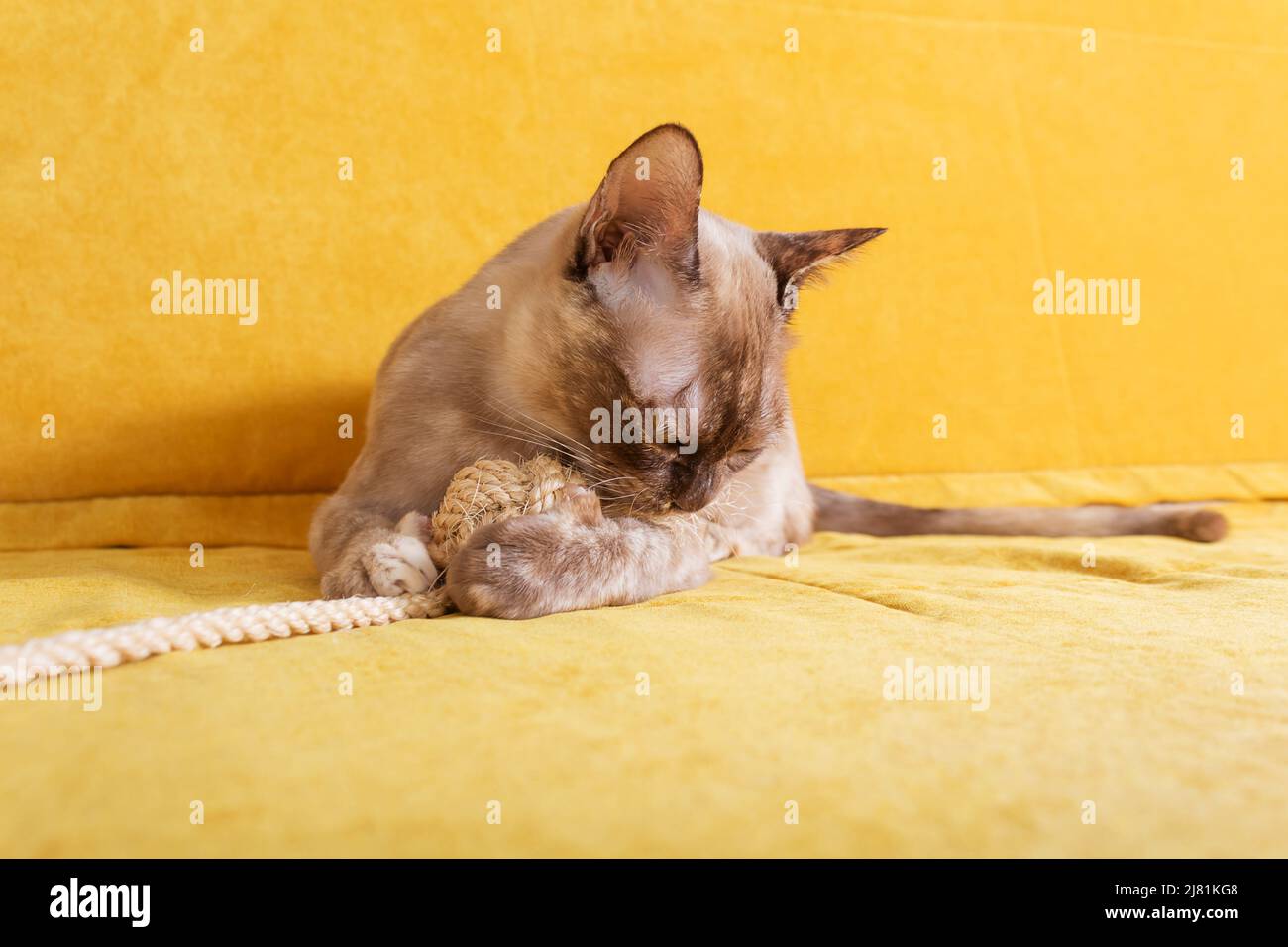 Playful adult cat hi-res stock photography and images - Alamy