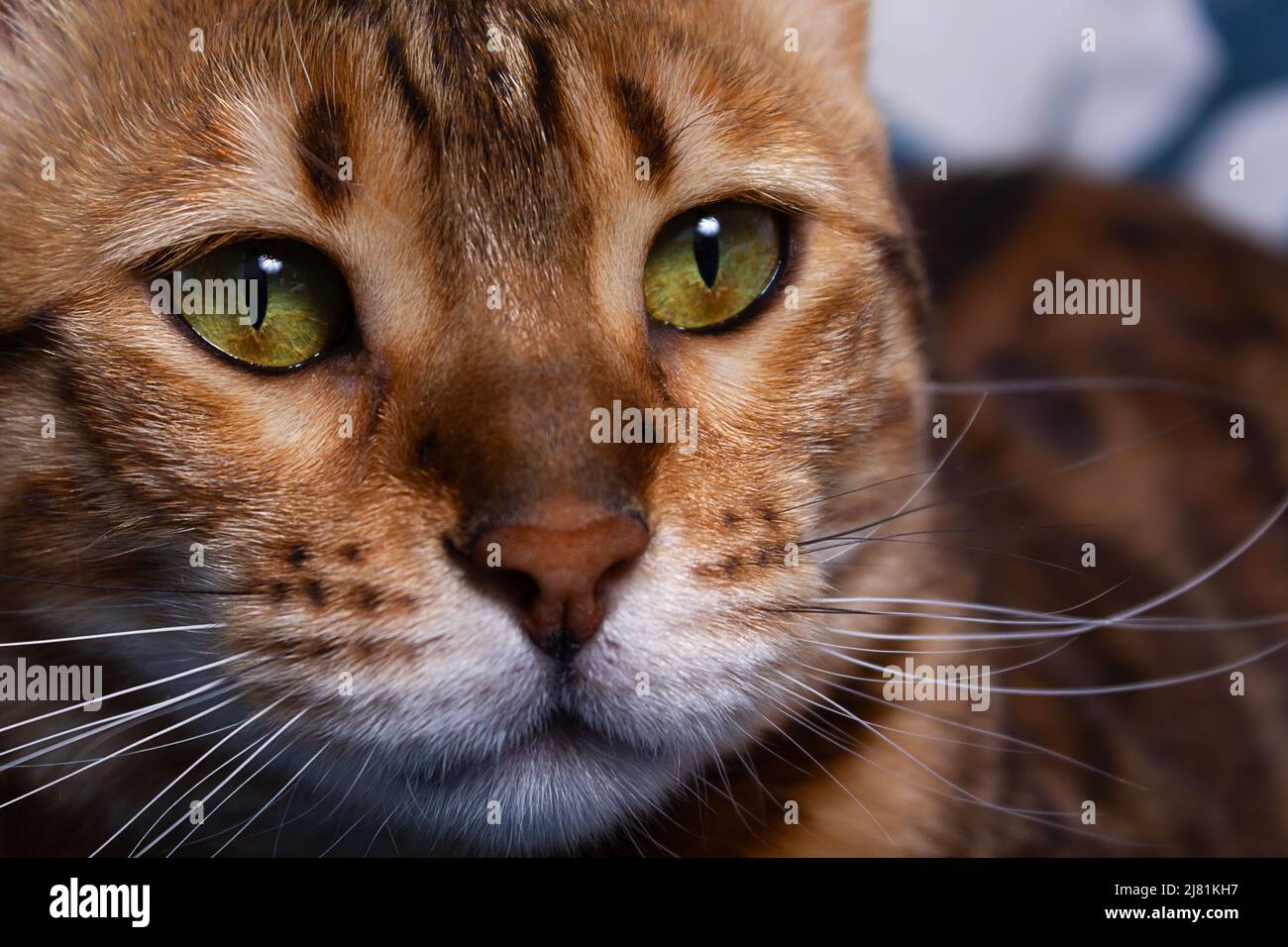 Bengal cat adult domestic hi-res stock photography and images - Alamy