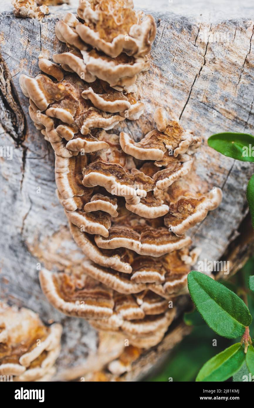fungus or mushroom growth over dead tree stump, close-up shot at ...