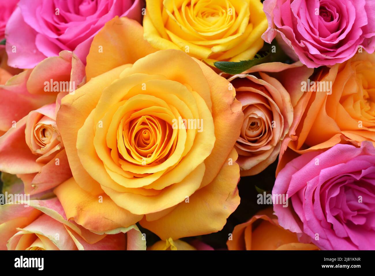 The different rose colors hi-res stock photography and images - Alamy