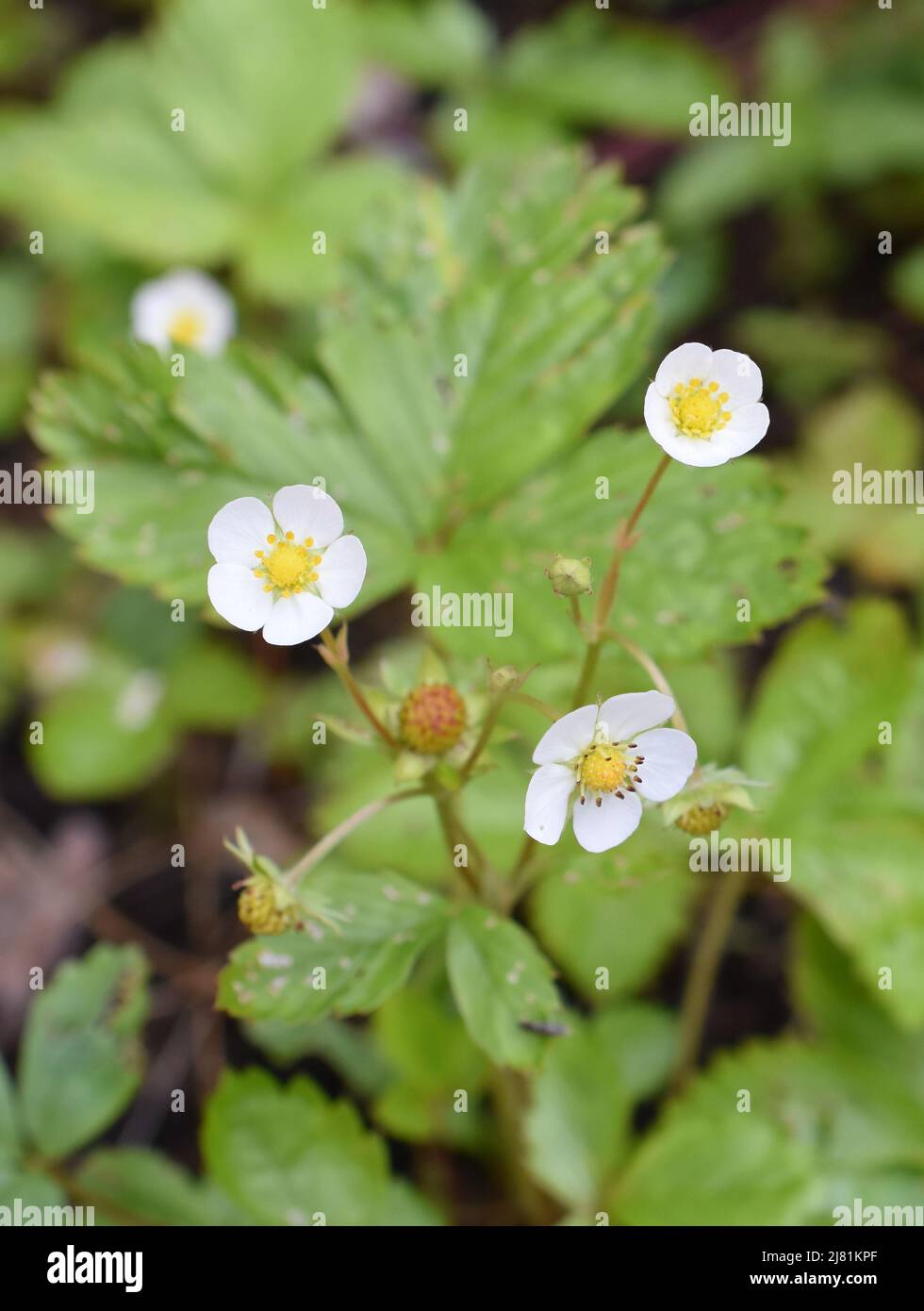 White flowers of the strawberry plant hi-res stock photography and ...