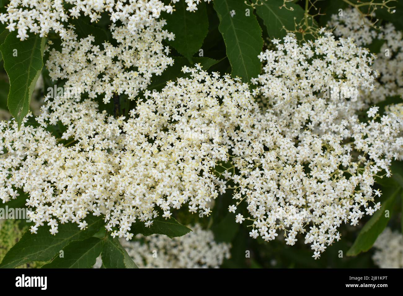 Sambucus nigra black elderberry hi-res stock photography and images - Alamy