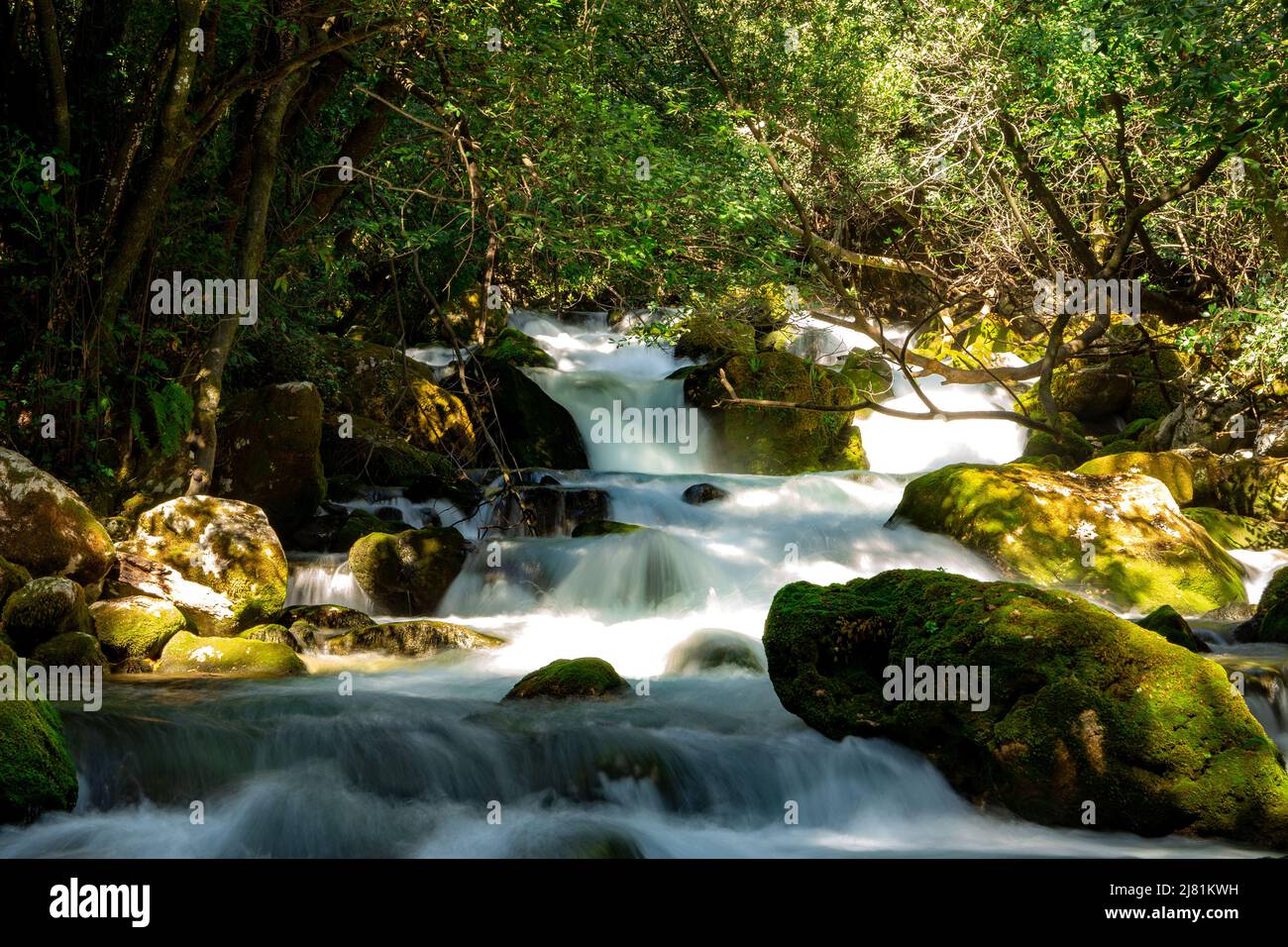 A mountain river flows in a forest. Rocky path along the river Stock ...