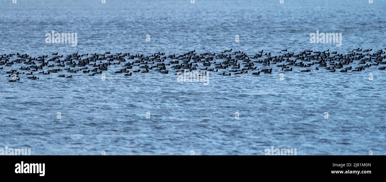 Group of coots hi-res stock photography and images - Alamy