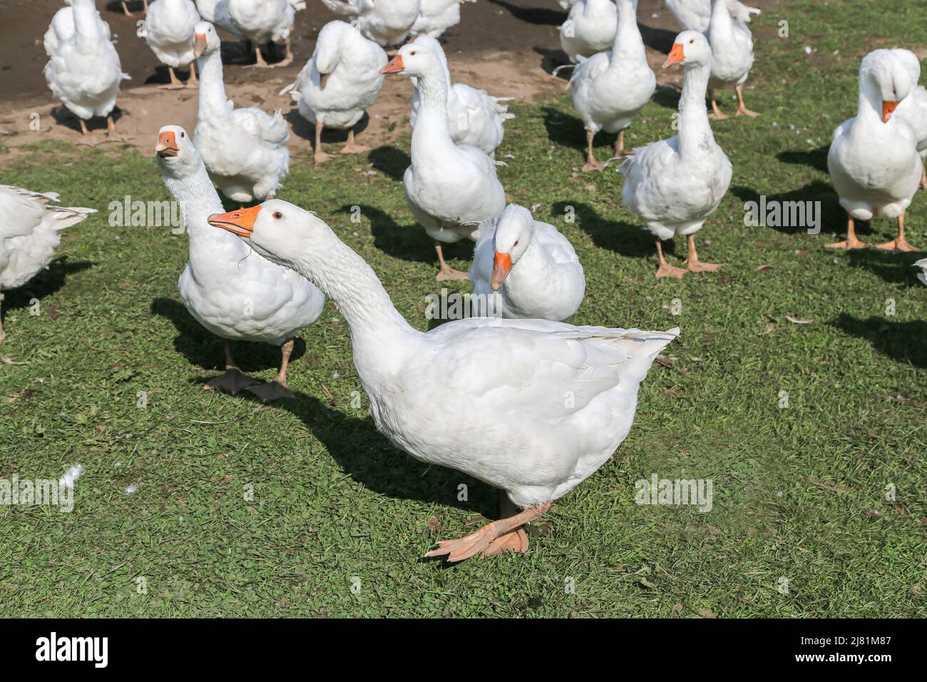 Poultry geese hi-res stock photography and images - Alamy