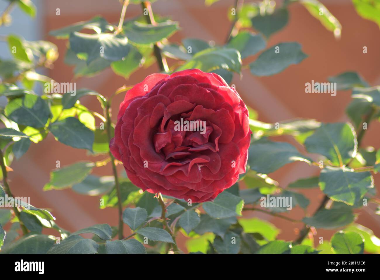 Real beauty red roses in hi-res stock photography and images - Alamy