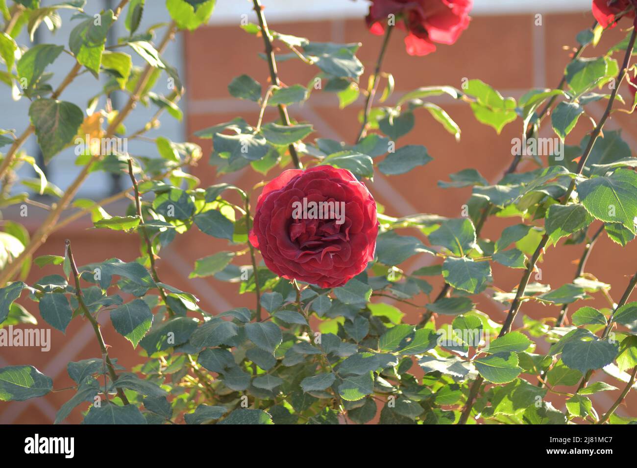 Natural red rose flower Stock Photo - Alamy