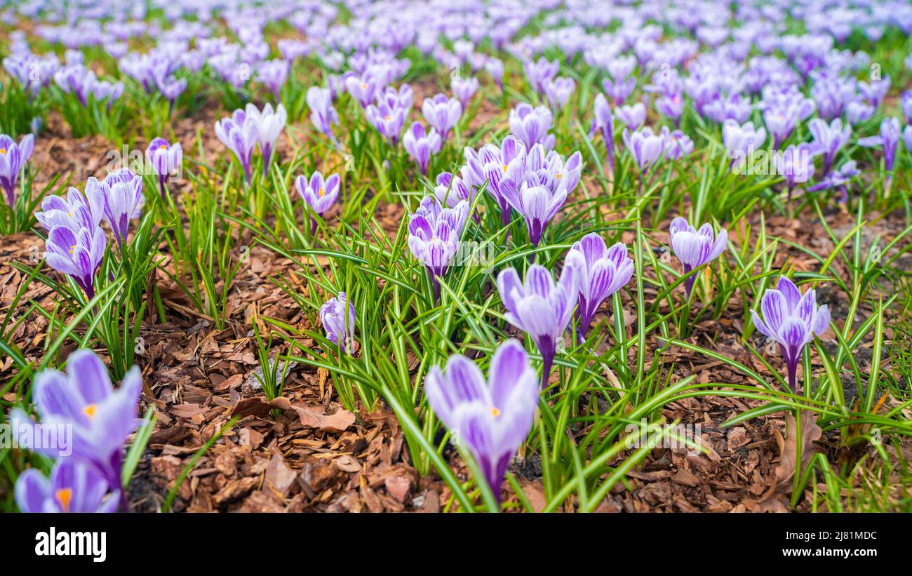 Green nature background with crocus flowers in grass; selective focus ...