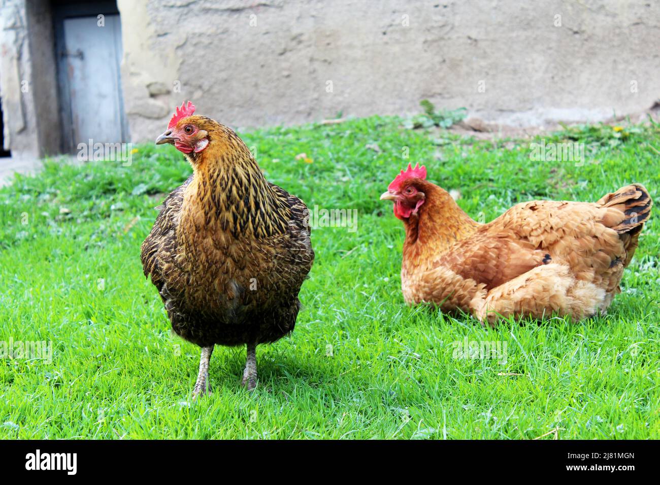 Two chicken hi-res stock photography and images - Alamy