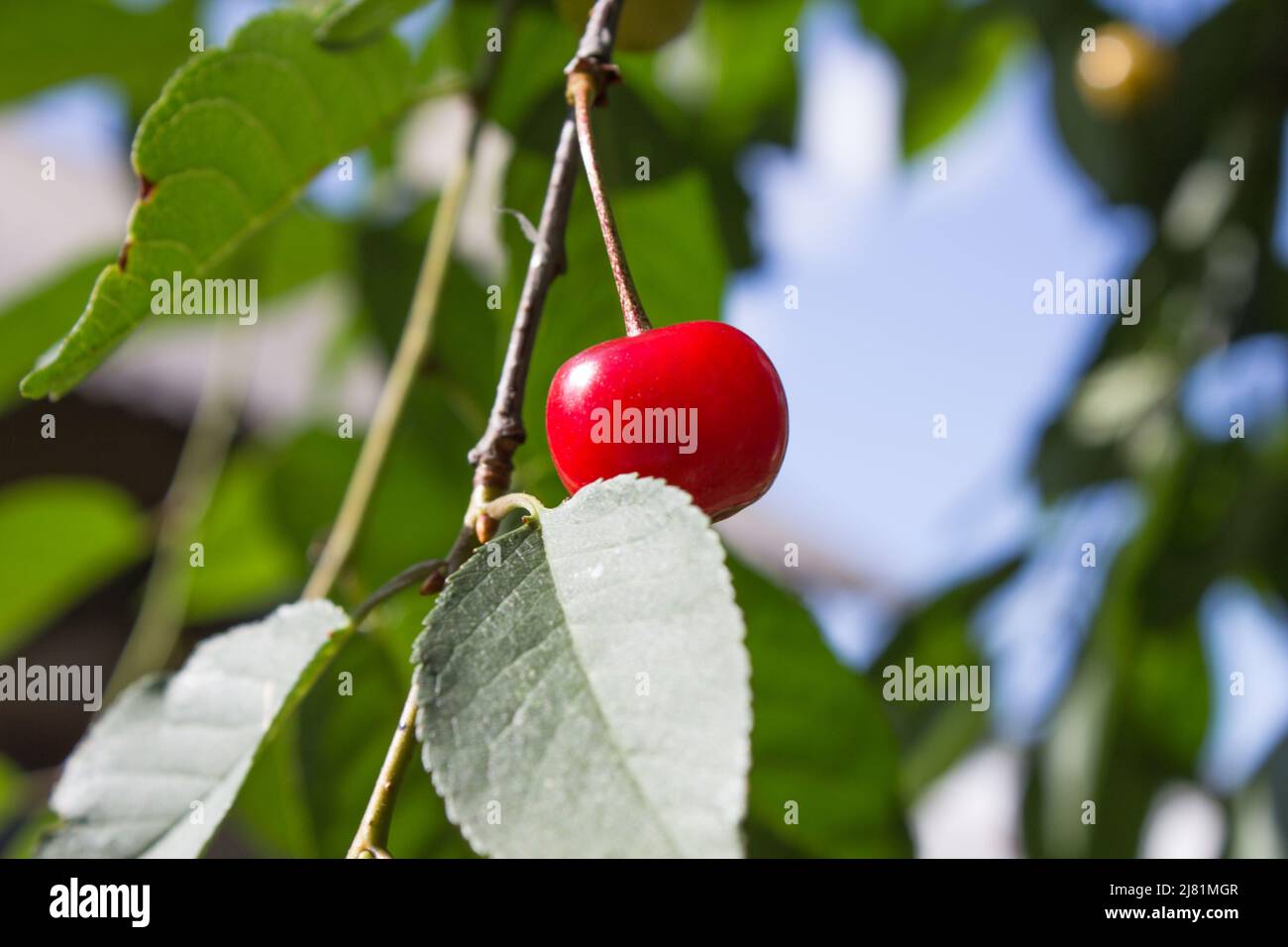 Picking cherries group hi-res stock photography and images - Alamy