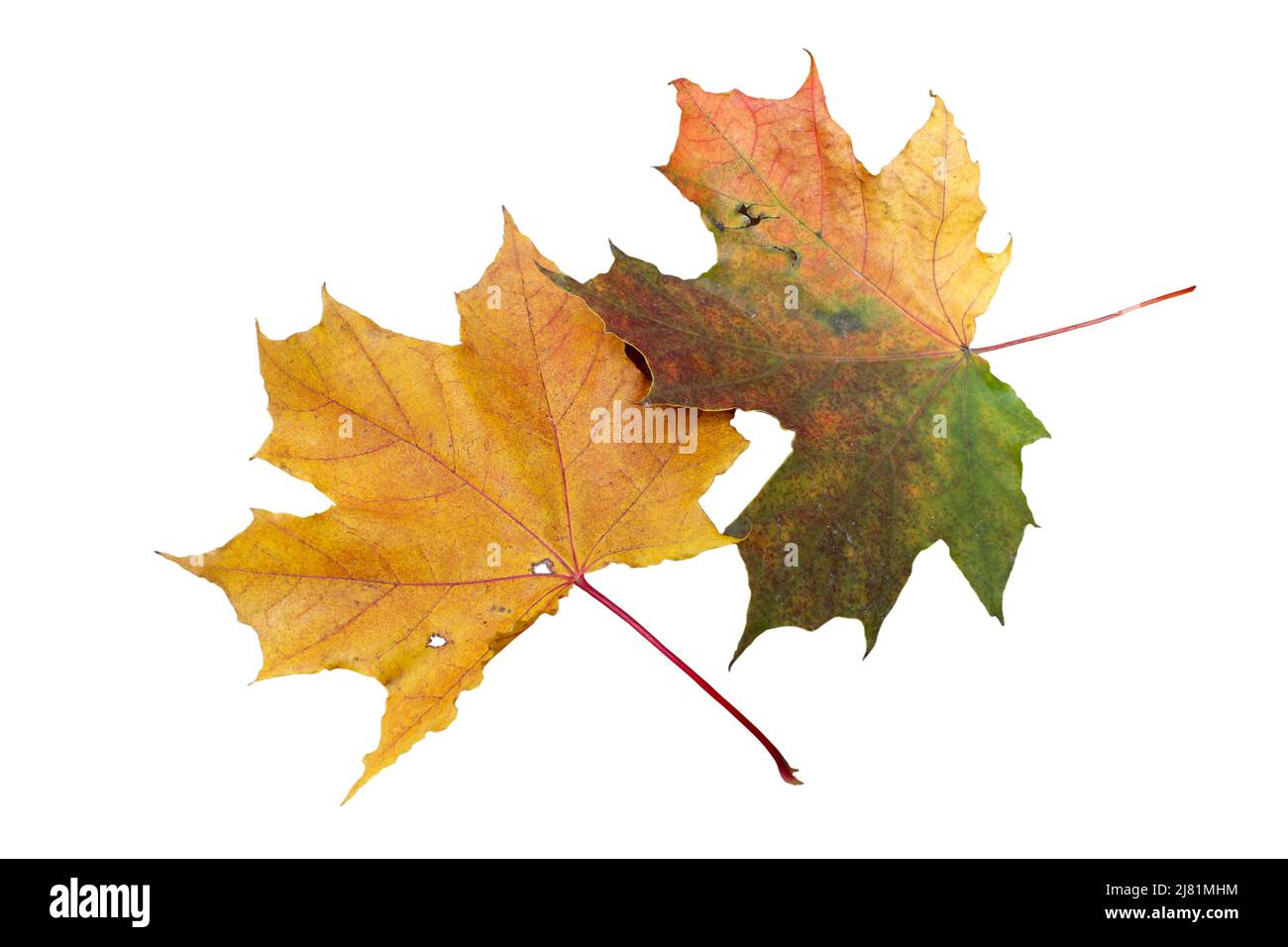 Close up abstract maple Cut Out Stock Images & Pictures - Alamy