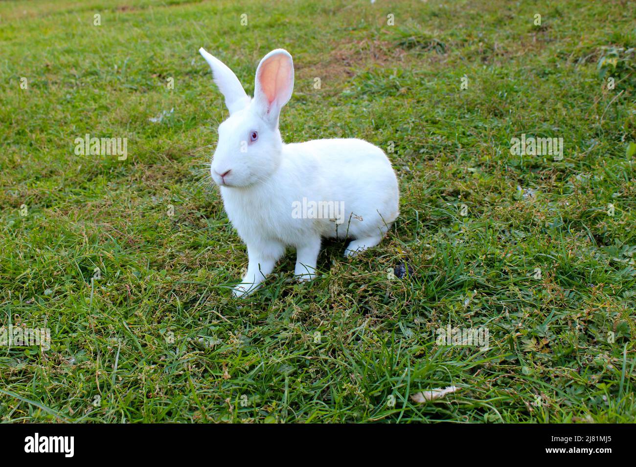Rabbit on the grass hi-res stock photography and images - Alamy