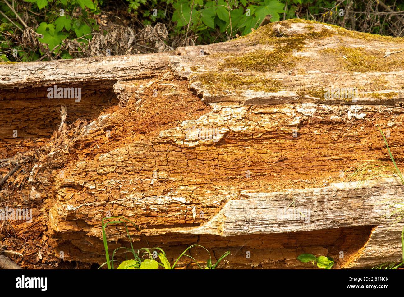 decayed old wood on a rotten log Stock Photo - Alamy