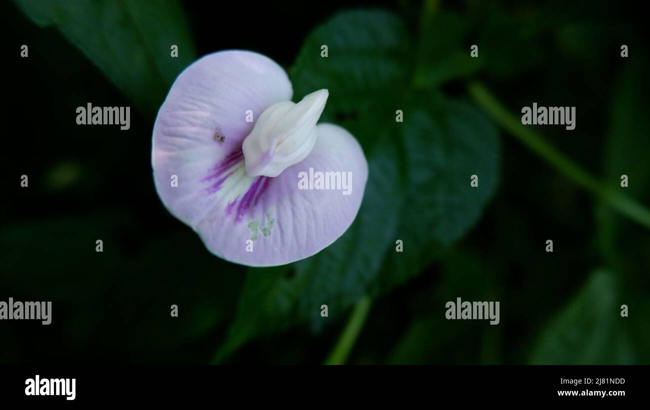 Centrosema pubescens or the Butterfly peas Stock Photo - Alamy