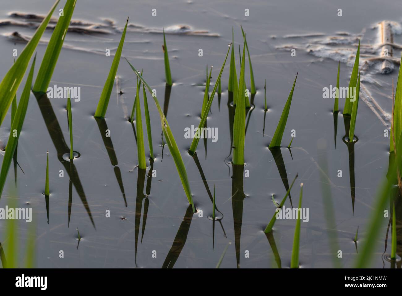 Flooded grass blades and old grass underwater close up, shore detail ...
