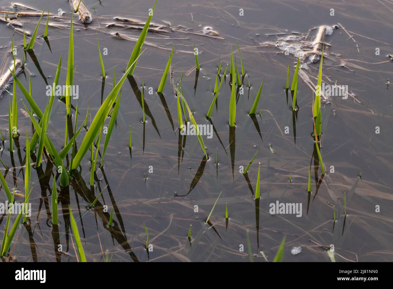 Flooded grass blades and old grass underwater close up, shore detail ...