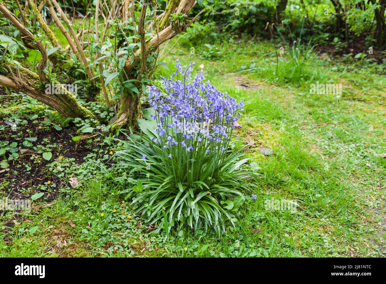 Bluebells in a garden in Grasmere,Lake District,England,UK Stock Photo - Alamy