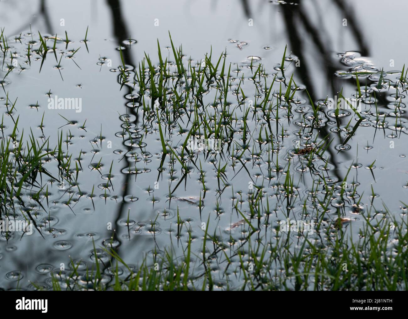 Surface tension around flooded grass blades close up, water drops on ...