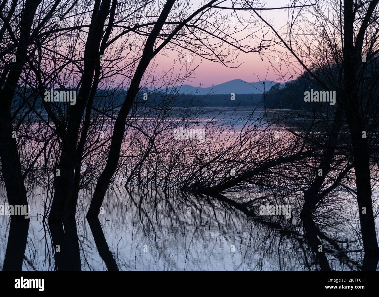 Willow tree silhouettes in water, flooded Sava river shore in spring ...
