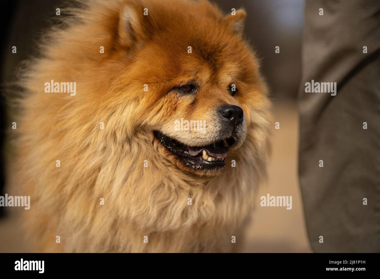 Pécel, Hungary - 27 Feb 2022: Chow chow close up face portrait next to ...
