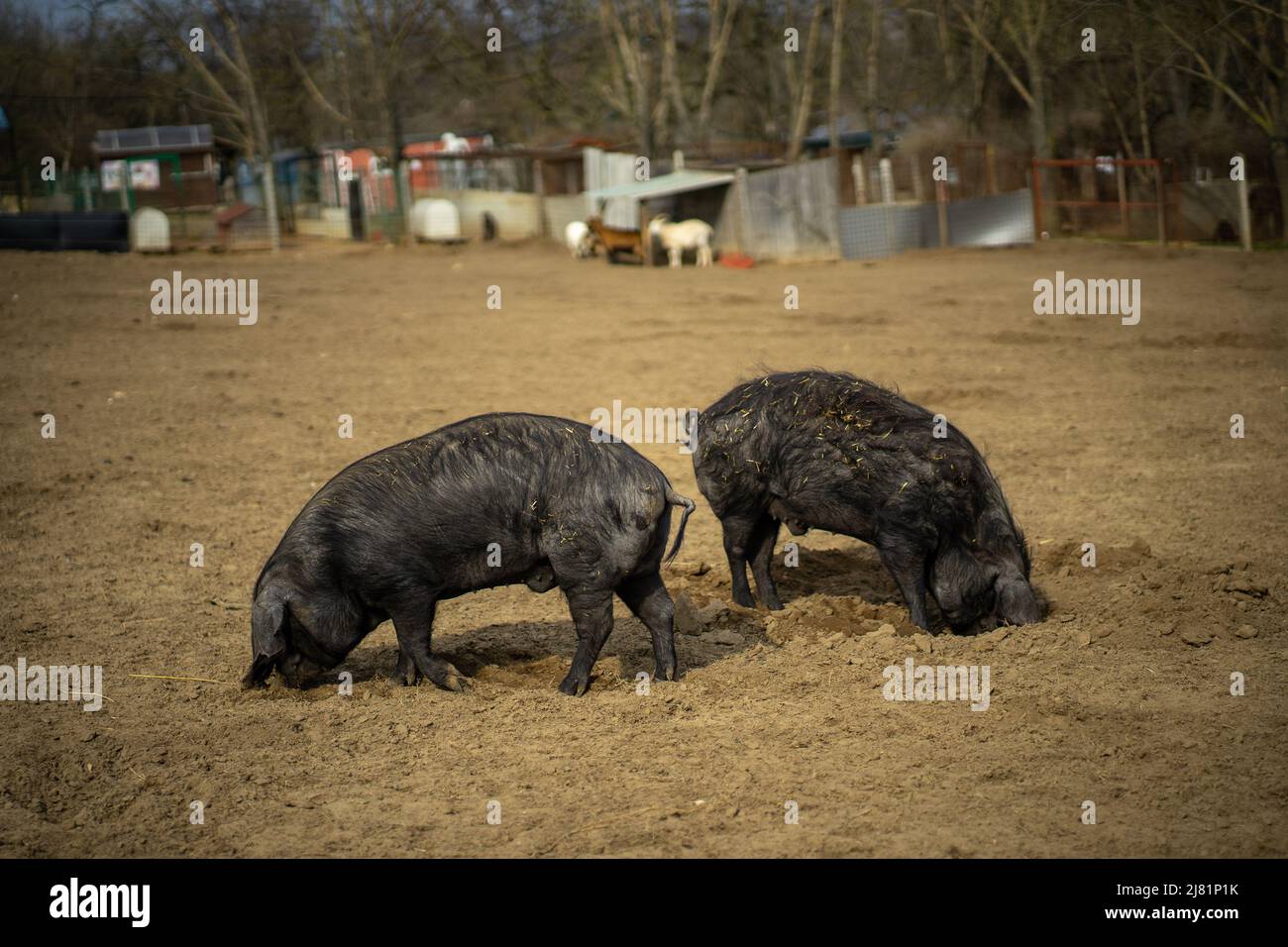 Pécel, Hungary - 27 Feb 2022: Two black furry pigs digging the ground ...