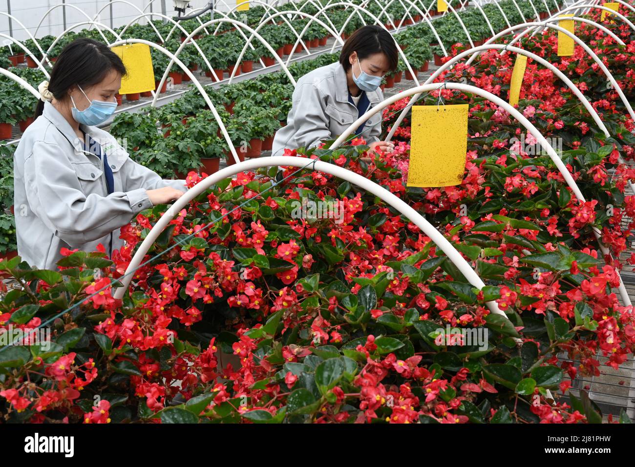 SUZHOU, CHINA - MAY 12, 2022 - Two employees cultivate new flower ...